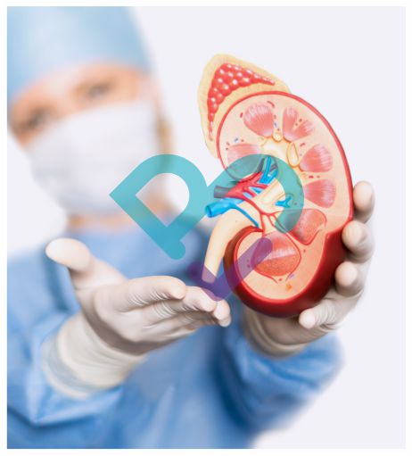 Best Kidney Doctor in Hyderabad | Kidneys Specialist in BN Reddy Nagar